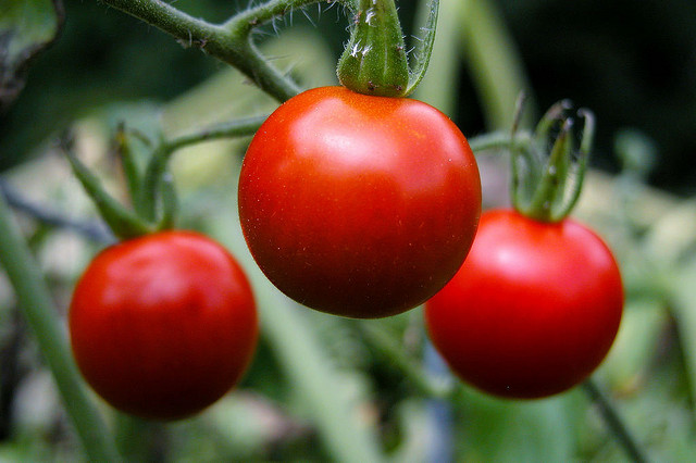 What is Investing? The Story of Tommy and the Tomato - The Micawber ...
